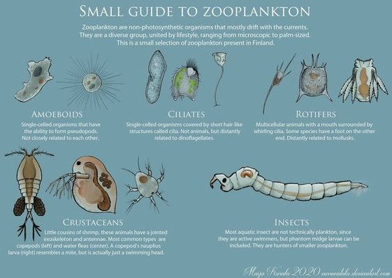 Zooplankton Definition Examples And Types Biology