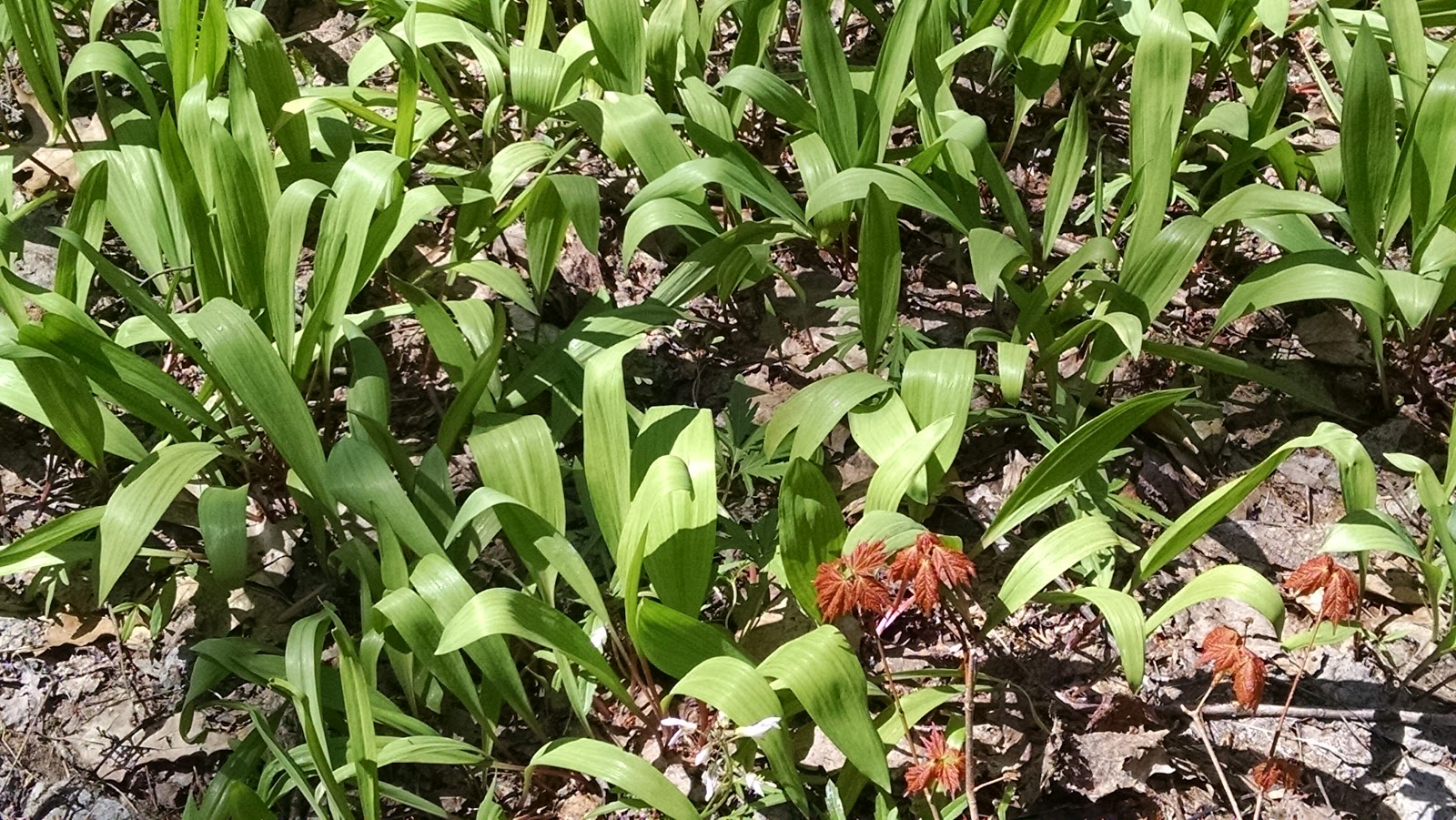 A View from the North Coast: Great Spring for Wildflowers in Northeast ...