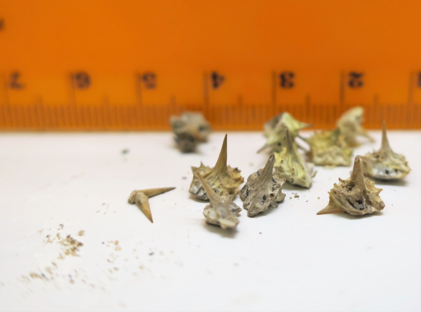 Living Rootless: El Paso: Goat Heads!