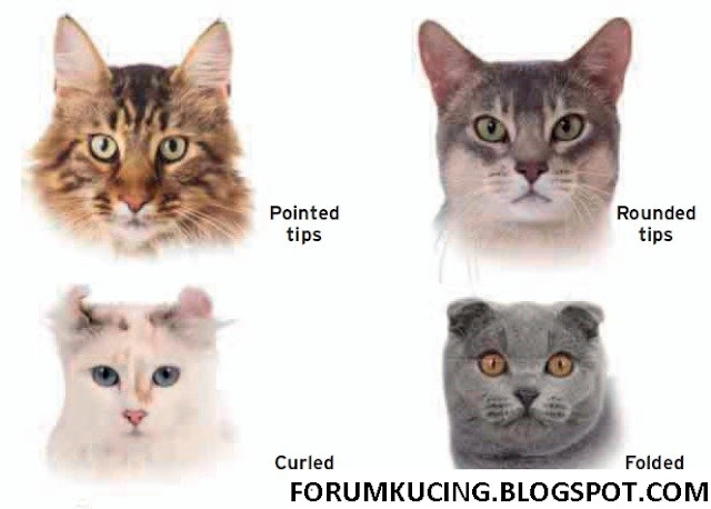 Cara Mengenal Telinga Kucing Bentuk ,Fungsi dan Penunjuk Emosi - KUCING ... Cara Mengenal Telinga Kucing Bentuk ,Fungsi dan Penunjuk Emosi - KUCING ...