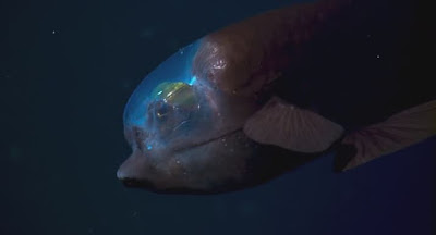 Dangerous Secrets: Mysterious Creatures of the Mariana Trench