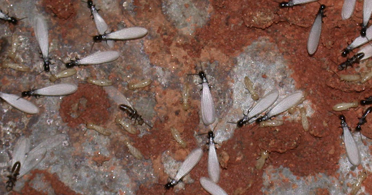 Gardening in Gwinnett: Preventing Termites in Georgia Homes