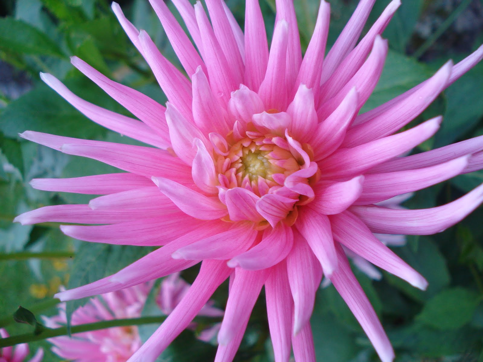 minun puutarhaunelmia: DAALIA