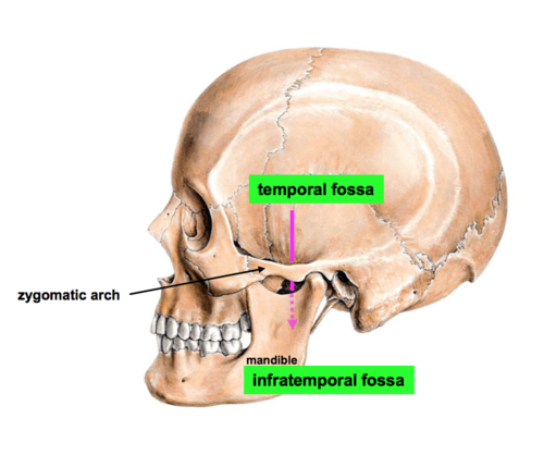 Anatomy, Functions and Conditions of HEAD & NECK - Medical Yukti
