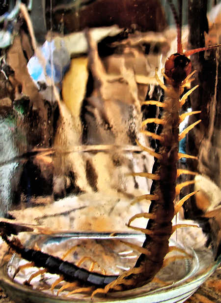 More glimpses of unfamiliar Japan: Mukade Giant Japanese Centipede