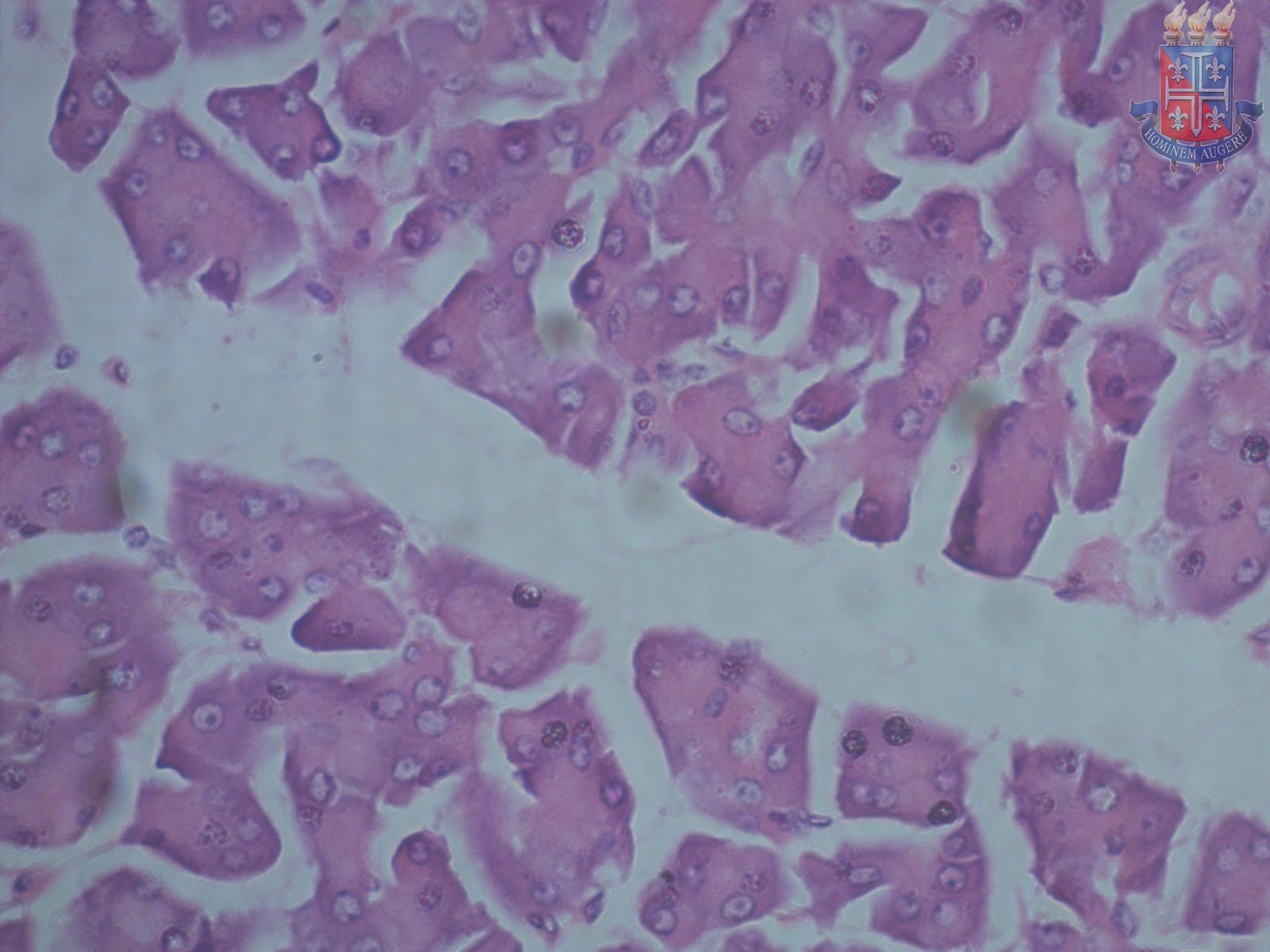 Atlas virtual de histologia e patologia: Pâncreas