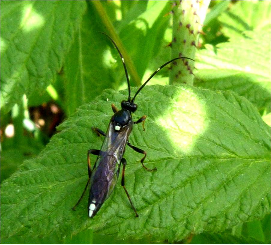 Insects of Scotland: Bees/Wasps/Ichneumons/Sawflies/Ants
