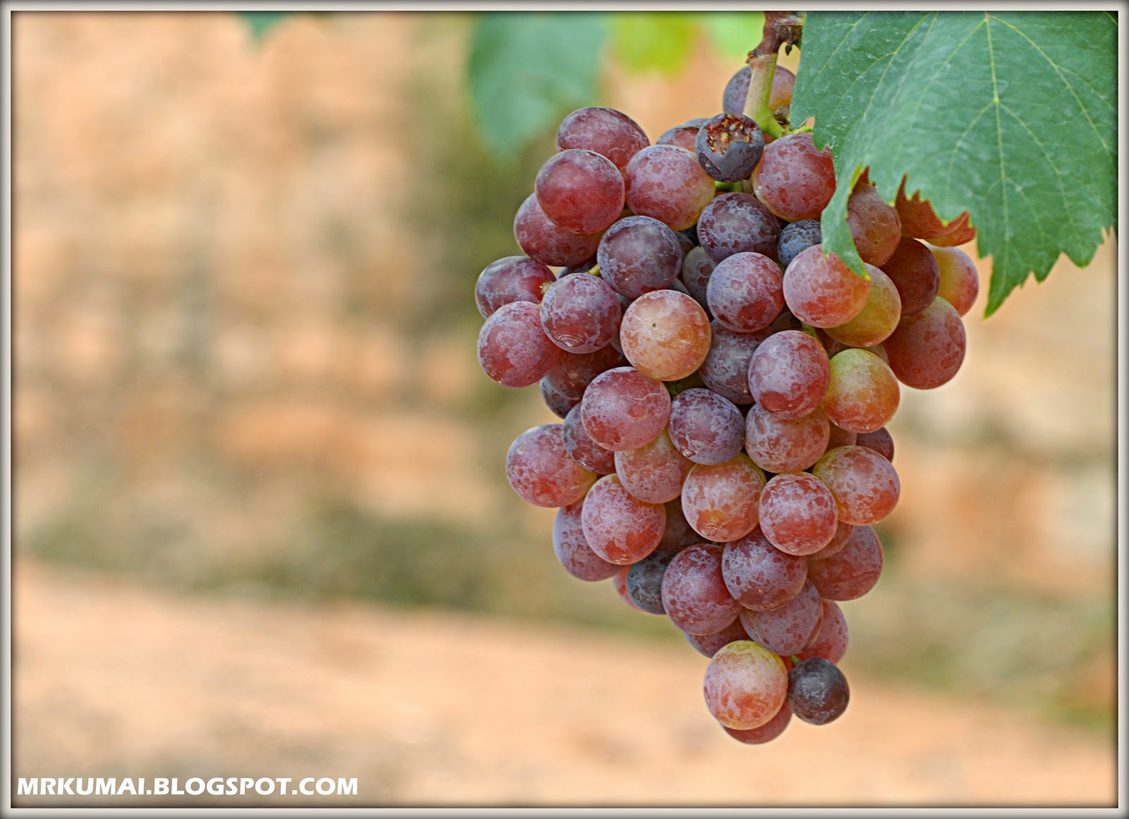 mrkumai.blogspot.com: Kebun anggur @ Lembah Bertam