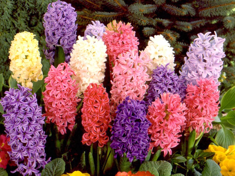 Top ideas to plant bulk flower bulbs in landscape - Home My Heaven:Home ...