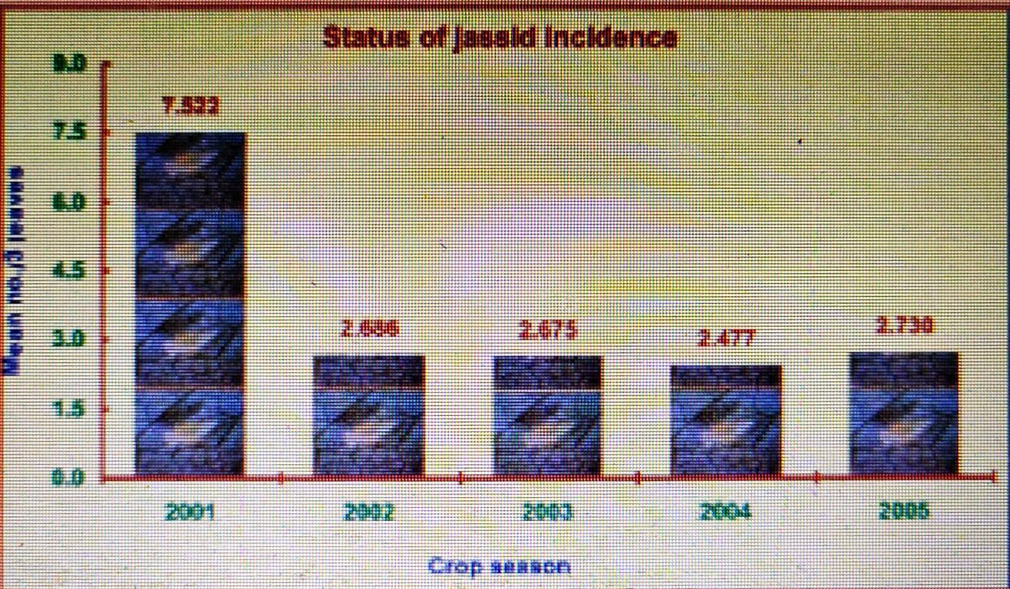 Jassids in Cotton - Agri Tech Guru