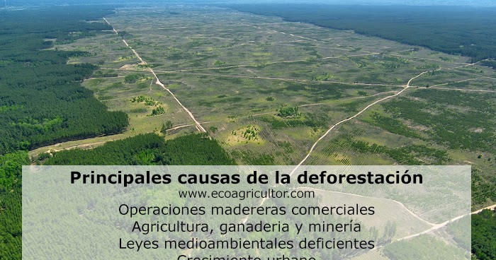 LA DEFORESTACION: CAUSAS DE LA DEFORESTACION