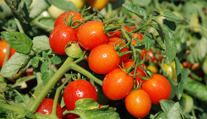 Difference Between Determinate and Indeterminate Growth in Biology ...