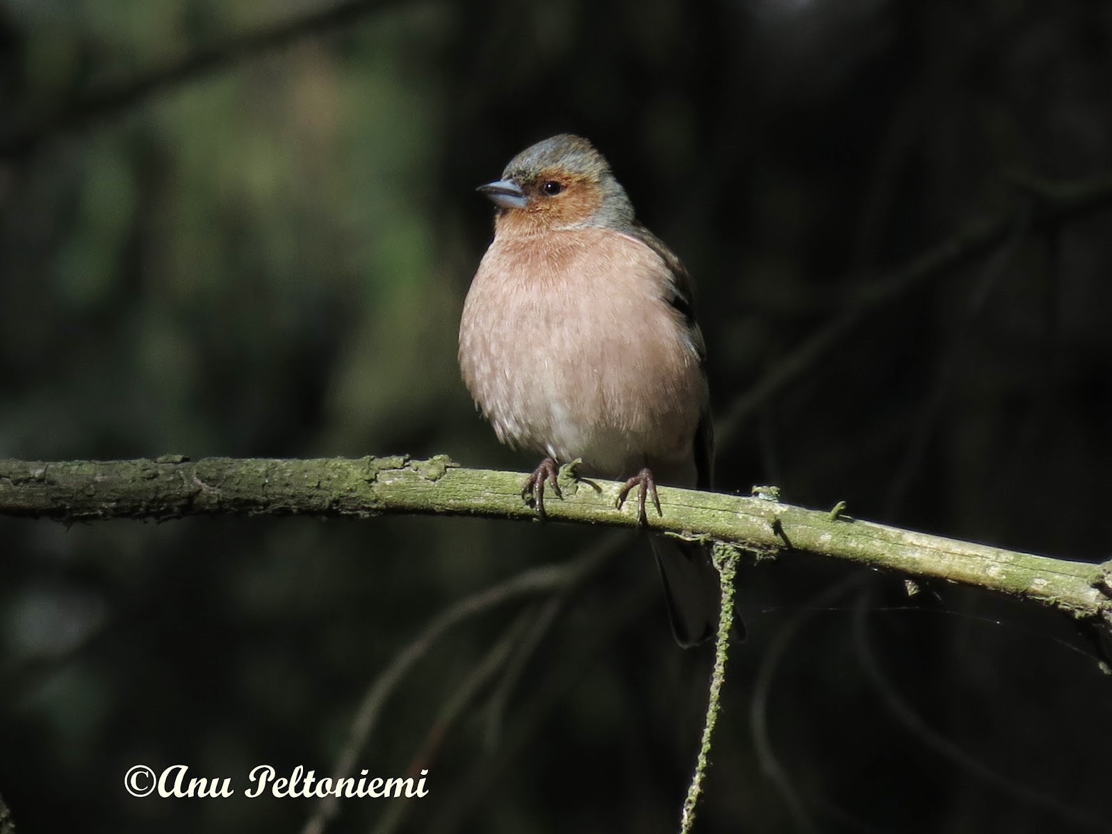 Lintuilua - Birding: Peippo