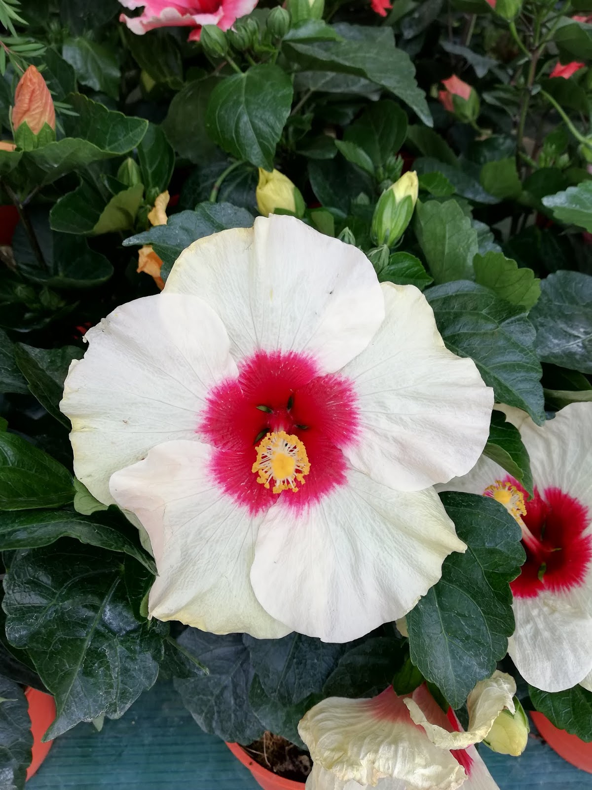 Garden Chronicles of James David: Hawaiian Dwarf hibiscus - Hibiscus ...
