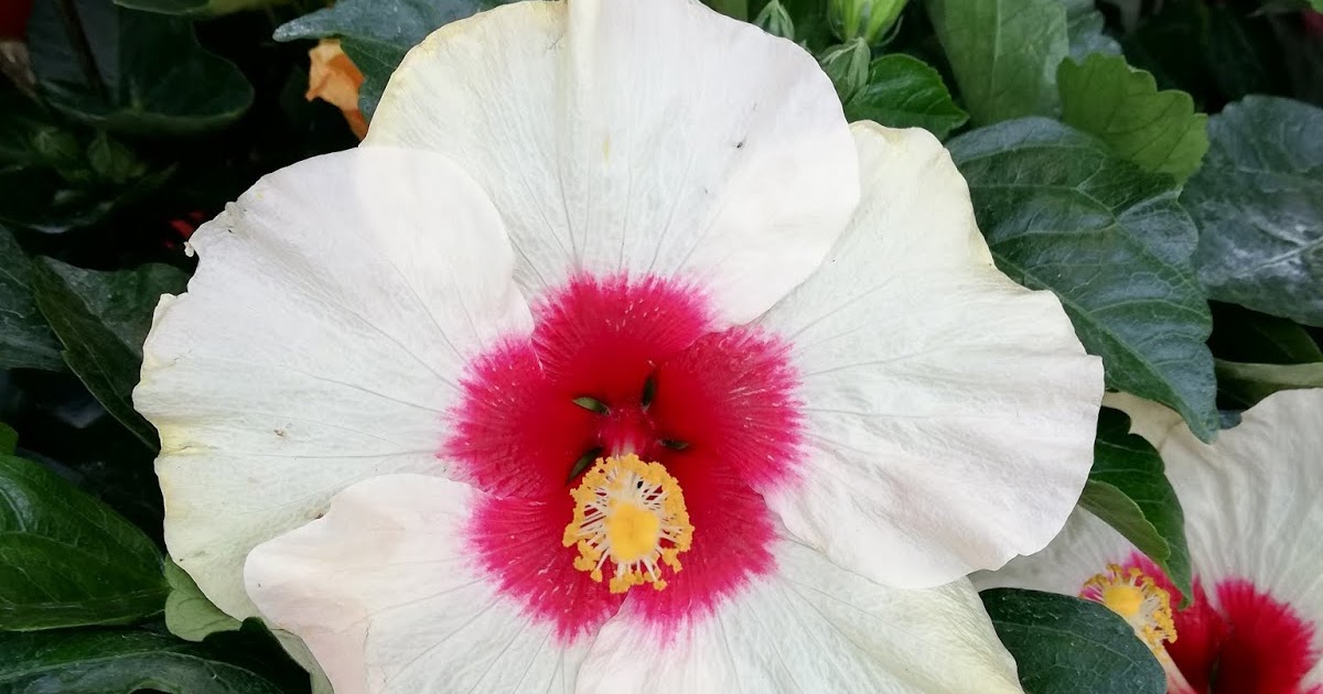 Garden Chronicles of James David: Hawaiian Dwarf hibiscus - Hibiscus ...