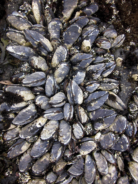 Mama's Little Muse: Exploring Tide Pools