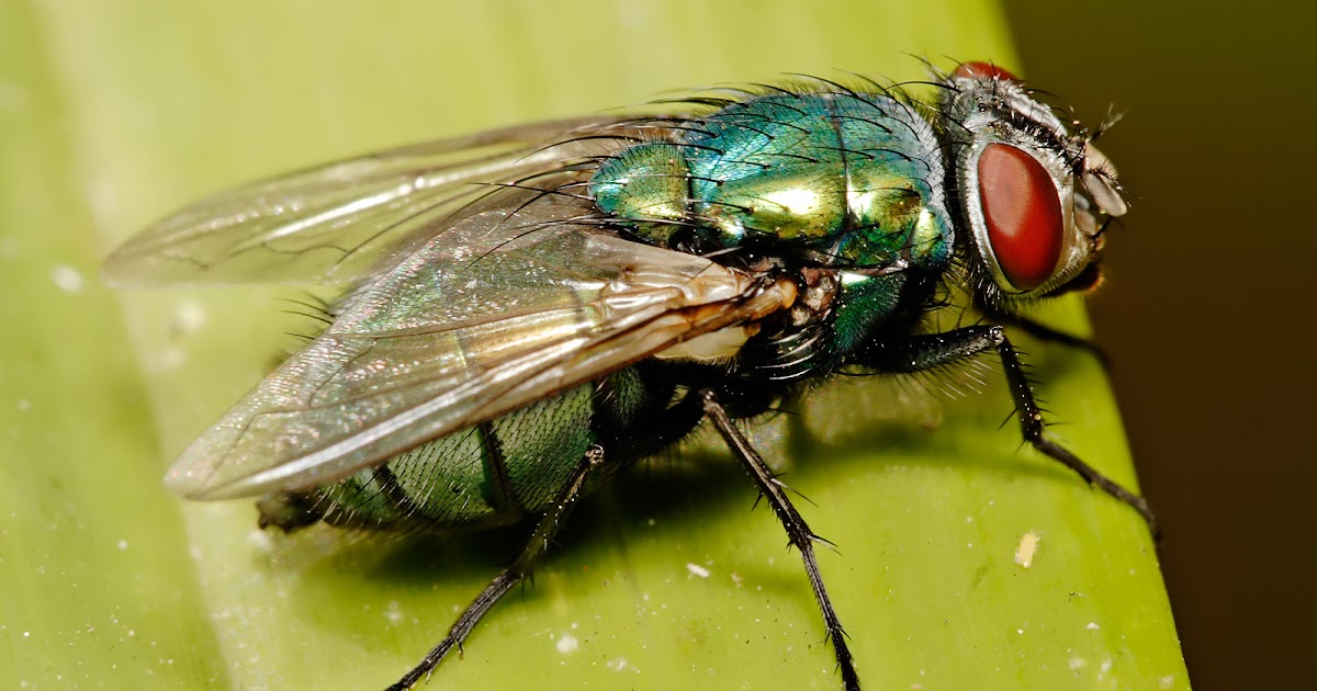 How to tie a Blow Fly Humpy - with Davie McPhail.