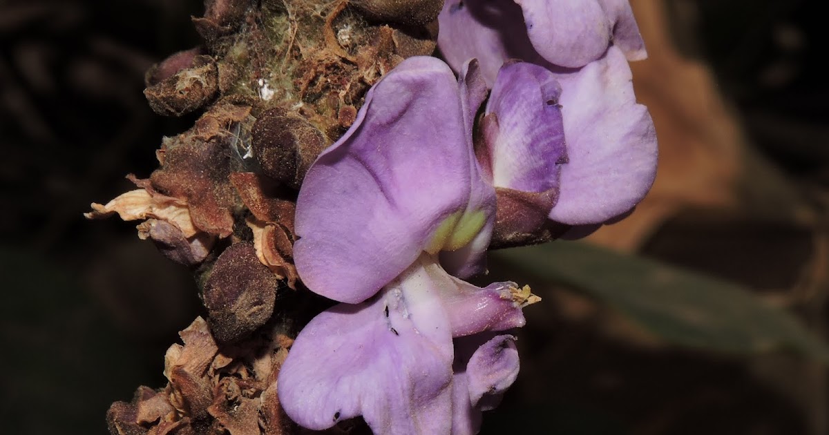Fabaceae - Leguminosae no Brasil: Revisiting the taxonomy of Dioclea ...