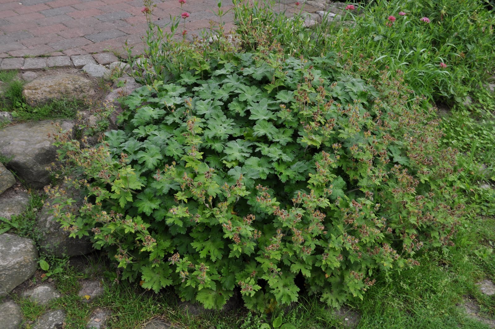 Staudengarten Gross Potrems: Geranium