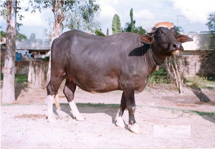 All Detail About Nili Ravi Buffalo ~ Morden Dairy Farming