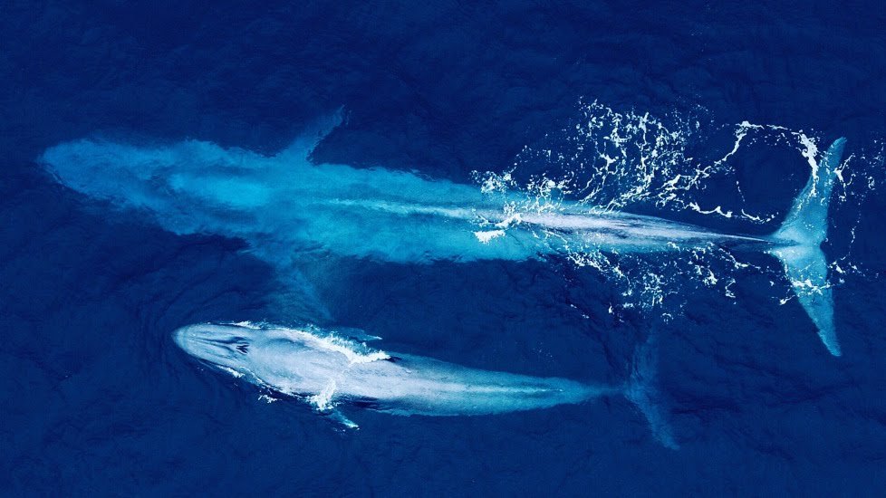 The Top 10 Amazing Blue Whale's Facts (+Size and Habitat)