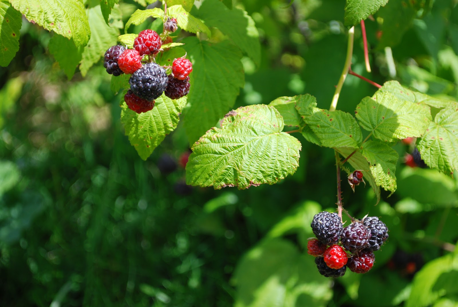Ferme du Sault: Framboisier Jewel