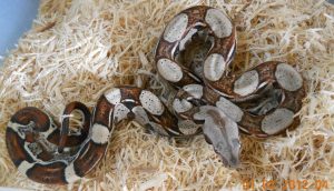 DEMOS EL VALOR QUE MERECEN A LAS BOAS NOMINALES