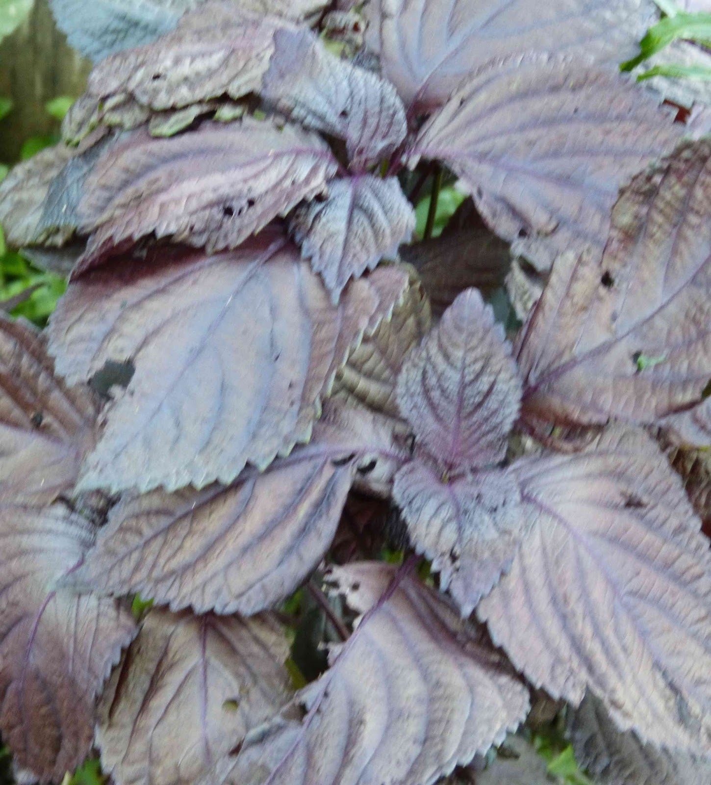 Canguçu em Cores: Planta: PANC - Planta Alimentícia não Convencional ...