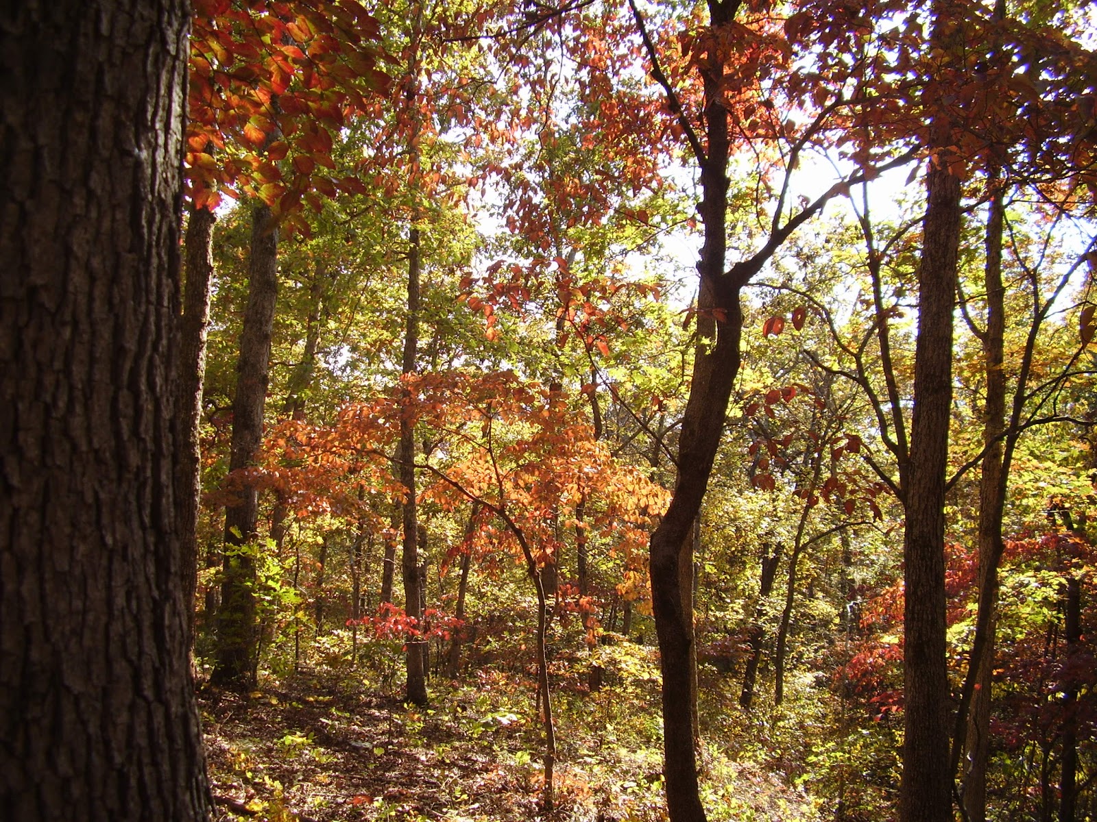 Update from Falcon Creek: Fall leaves