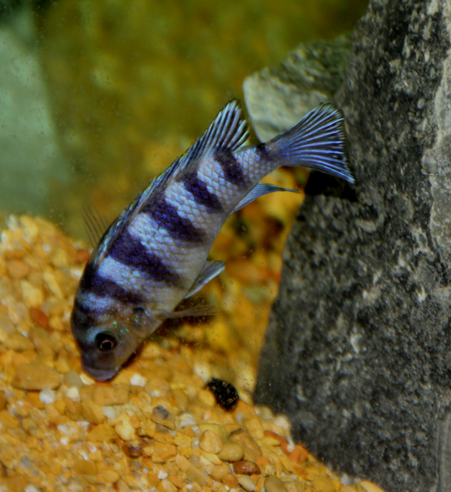 Deb's CICHLIDS: AFRICAN MBUNA CICHLIDS