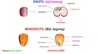 Struktur Biji Dikotil dan Monokotil (VIDEO ANIMASI) - PENDIDIKAN DAN SAINS