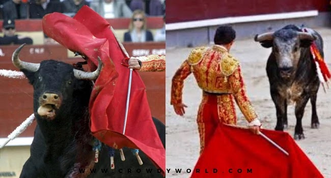 Why Do Bulls Hate the Red Color