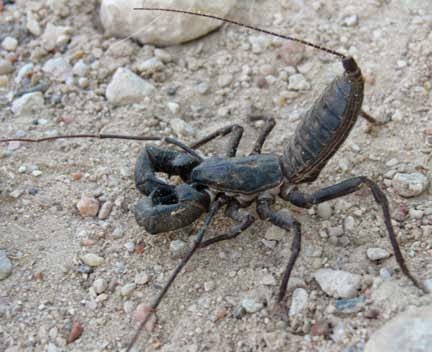 Arachnida - Quem são?: Uropygi (escorpião vinagre)