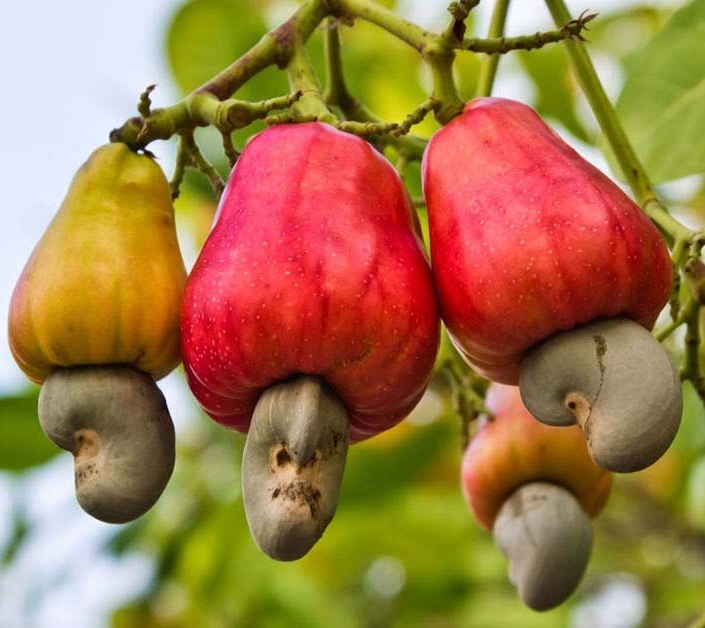 Togo : 1,5 milliard de francs CFA pour booster la filière anacarde - GAPOLA