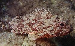 Artes de Pesca: VAMOS A PESCAR RASCACIO