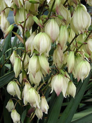 Seattle Garden Ideas: How Do You Say Yucca?