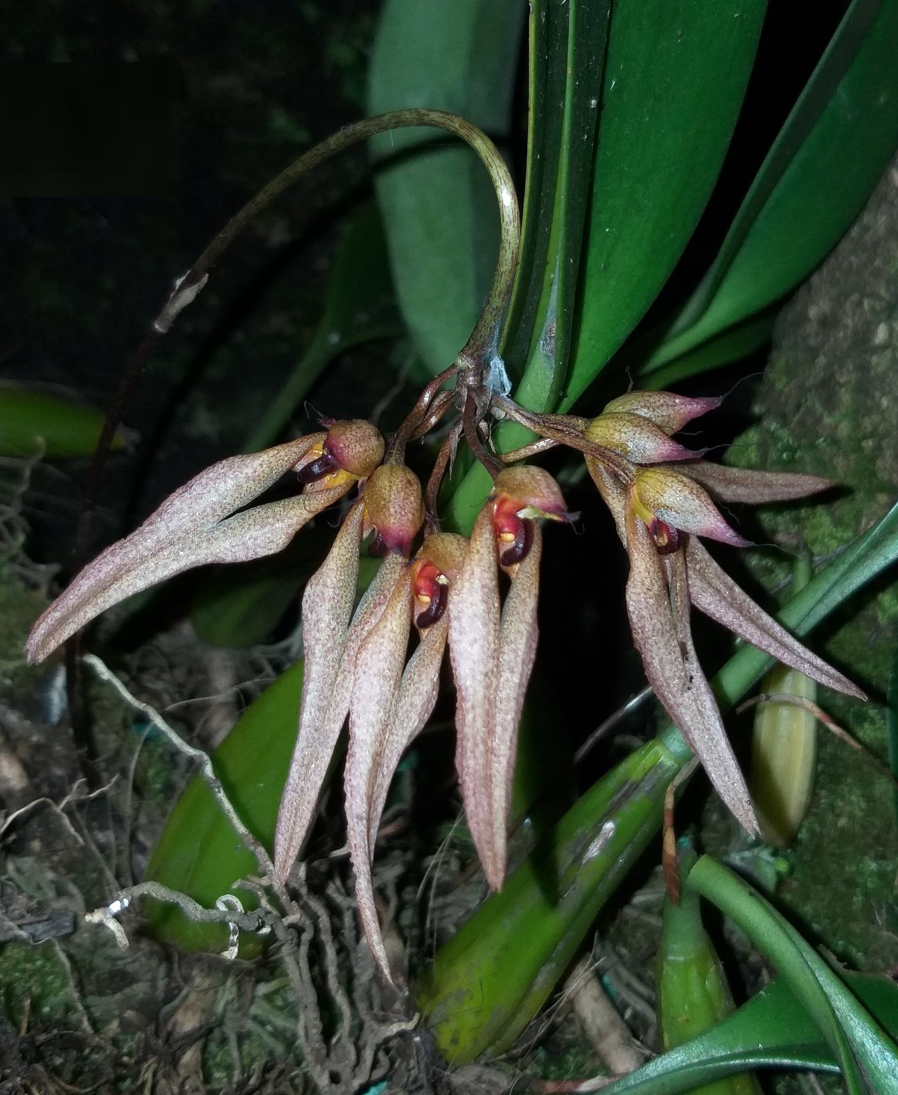 Species New to Science: [Botany • 2020] Bulbophyllum trongsaense ...
