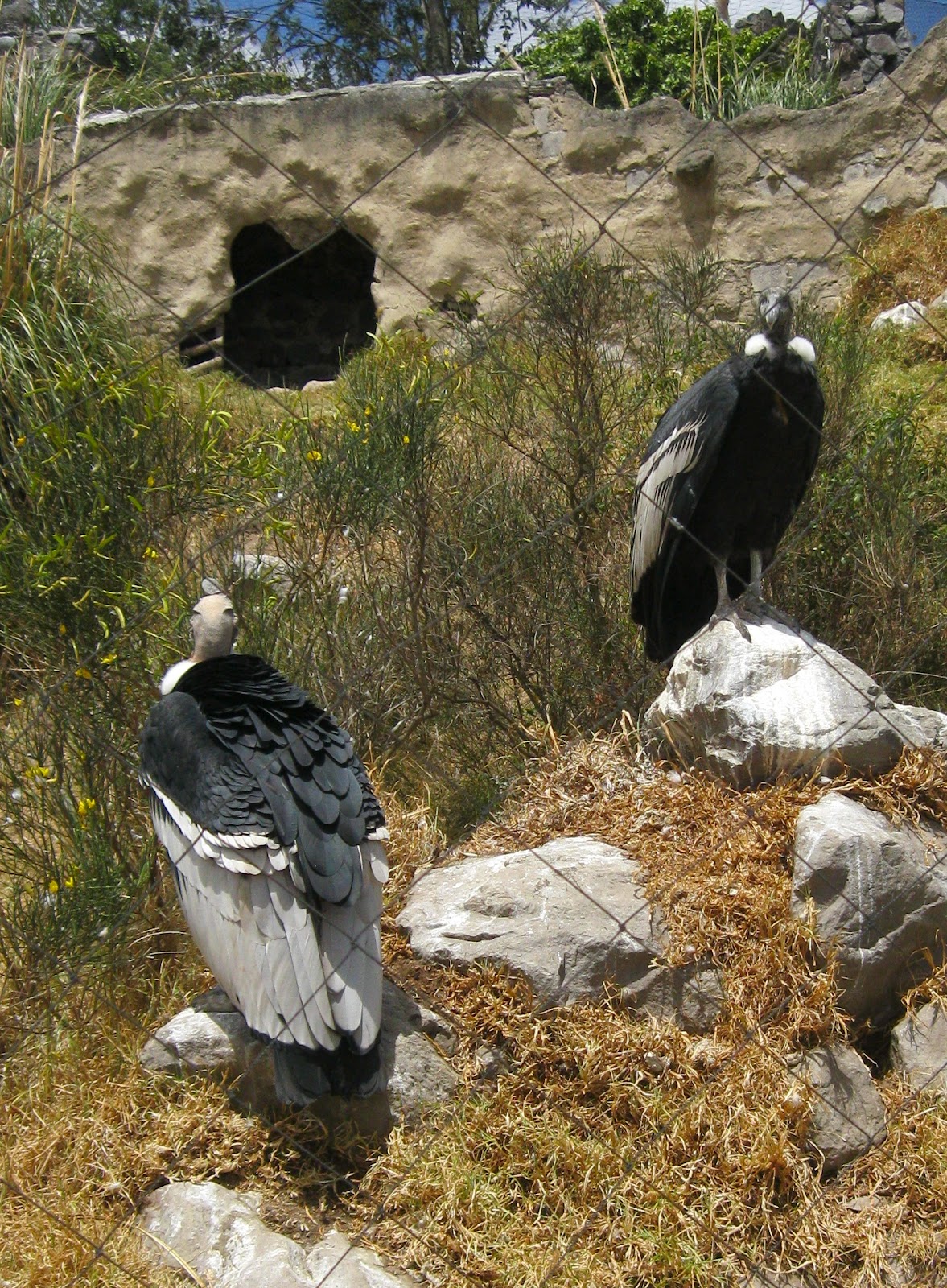 Ecuador Adventure: Condor Park