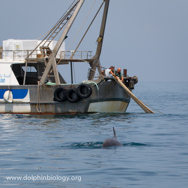 Dolphin Biology and Conservation: Opportunistic foraging