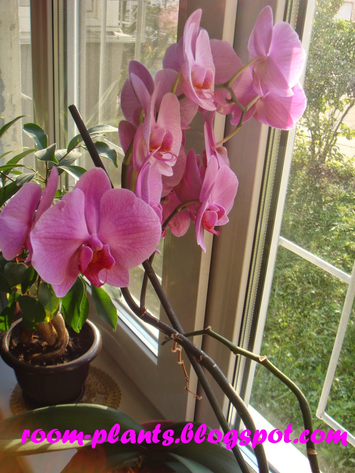 Plant's the soul of your flat: Benefits of Orchids
