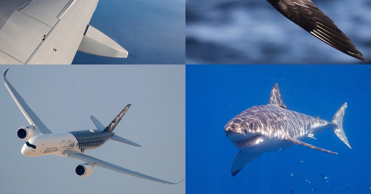 What is Biomimicry? We can learn a lot from our environment. Everything ...