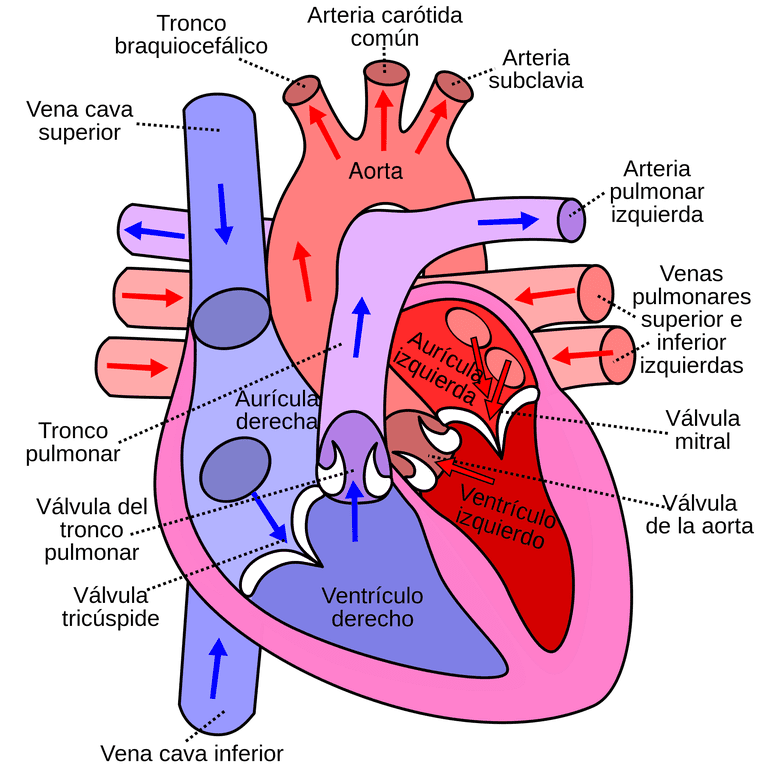 El corazón, el motor de la circulación de los nutrientes