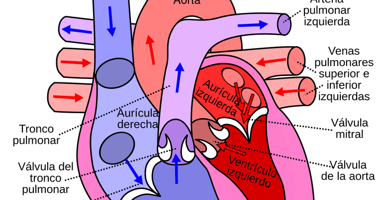 El corazón, el motor de la circulación de los nutrientes