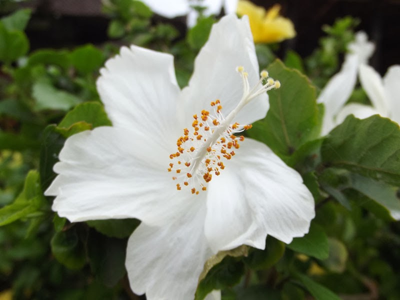 Jual pohon bunga sepatu aneka macam warna bunga | bunga pink, merah ...