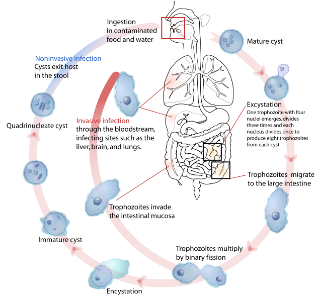 Life Cycle And Pathogenicity Of Entamoeba Histolytica
