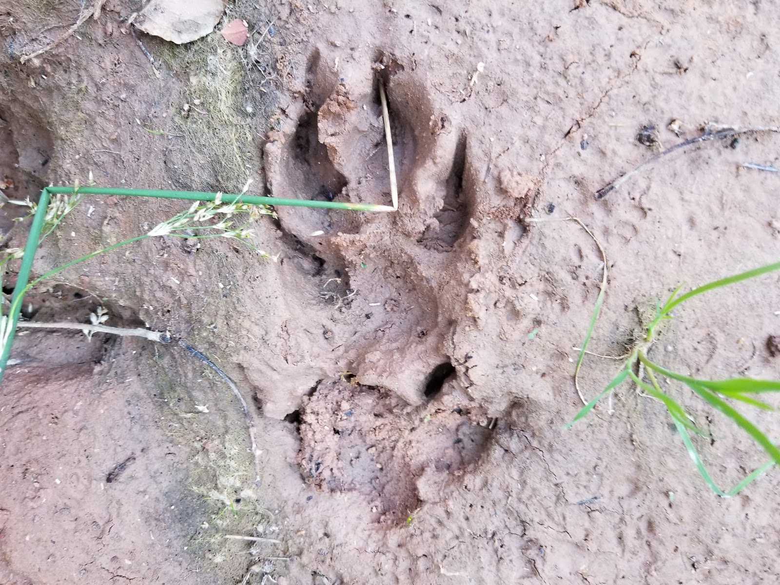 Things that grow out of the soil...