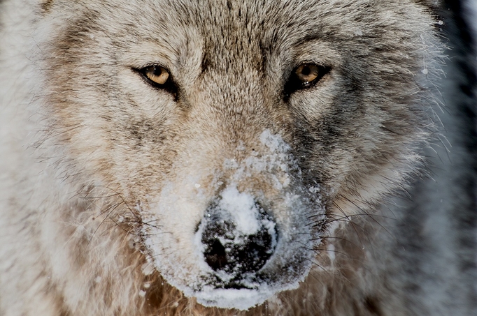 White Wolf : 29 Majestic Photos of Russian Wolves by Ivan Kislov Are ...