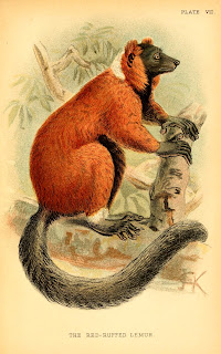 ShukerNature: INTRODUCING THE KISUALA - MISSING IN MADAGASCAR?
