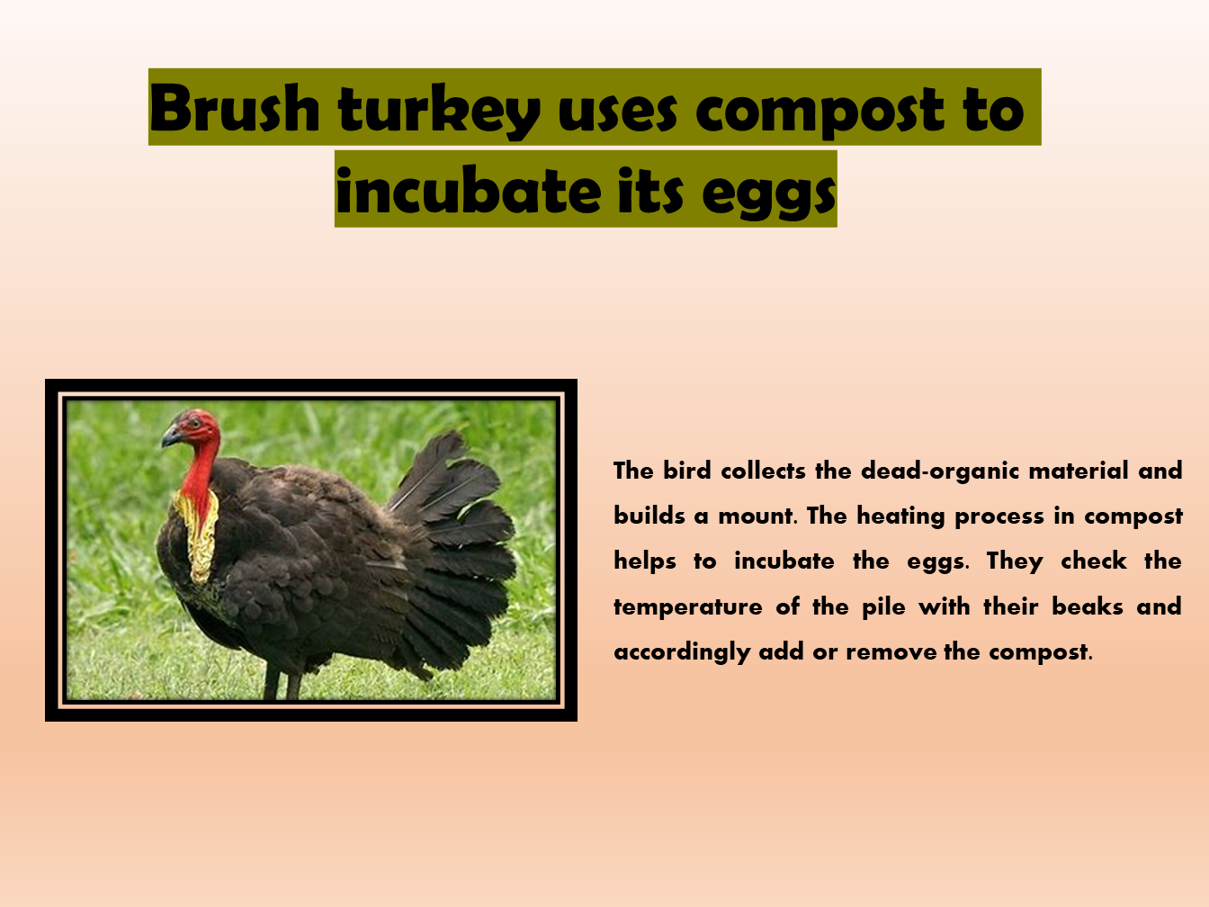 Some fascinating facts of composting