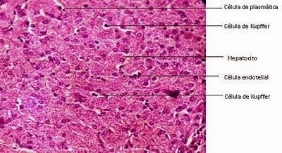 ORGANULOS : CÉLULAS